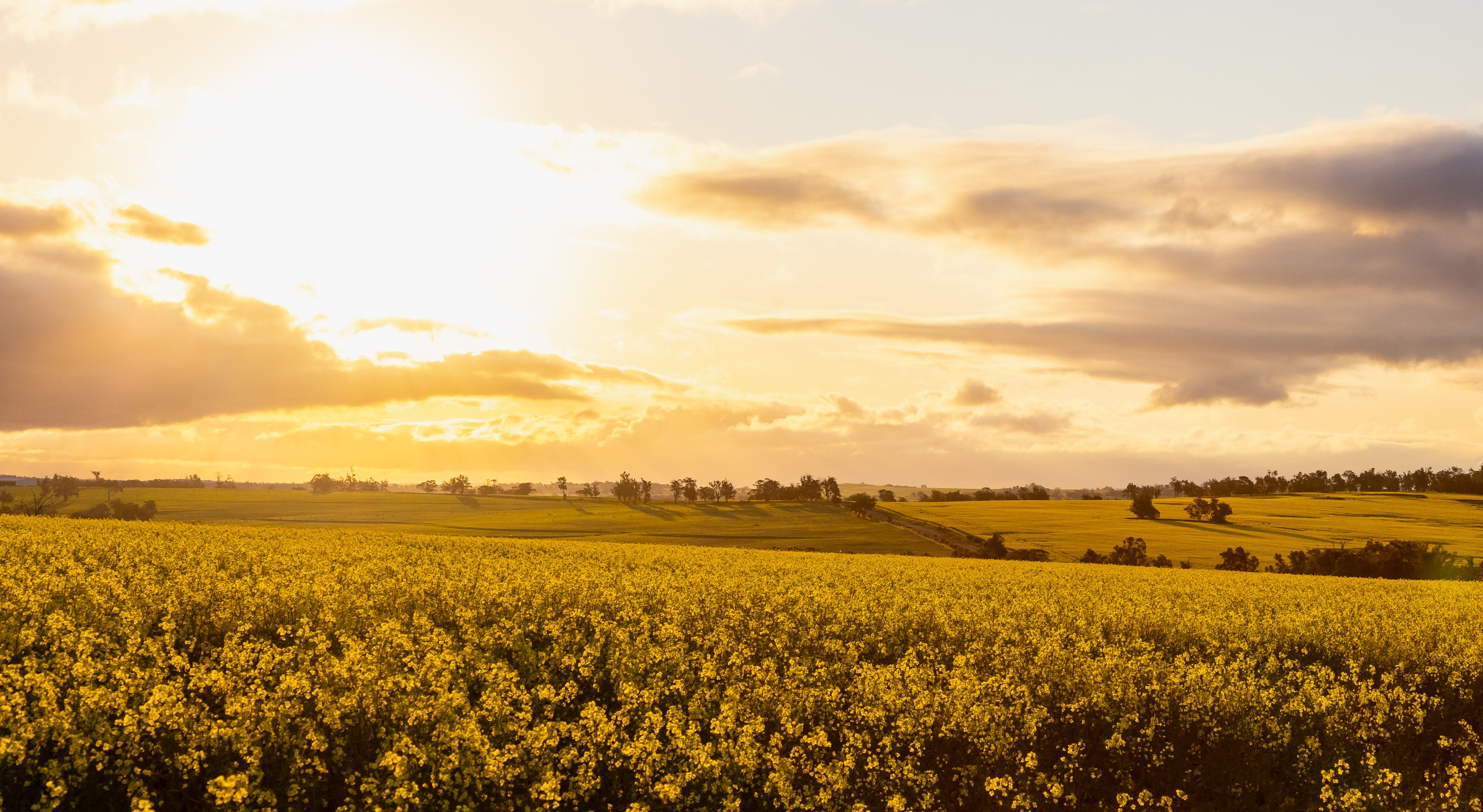 Bellwether Wind Farm | ACCIONA Energía Community