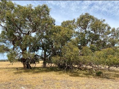 Preparing The Environment Protection and Biodiversity Conservation Act ...