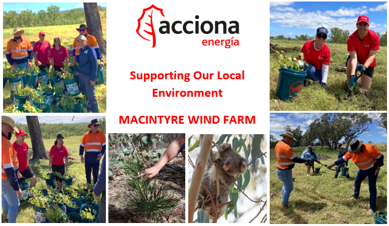MacIntyre Wind Farm - Tree Planting Project | ACCIONA Energía Community