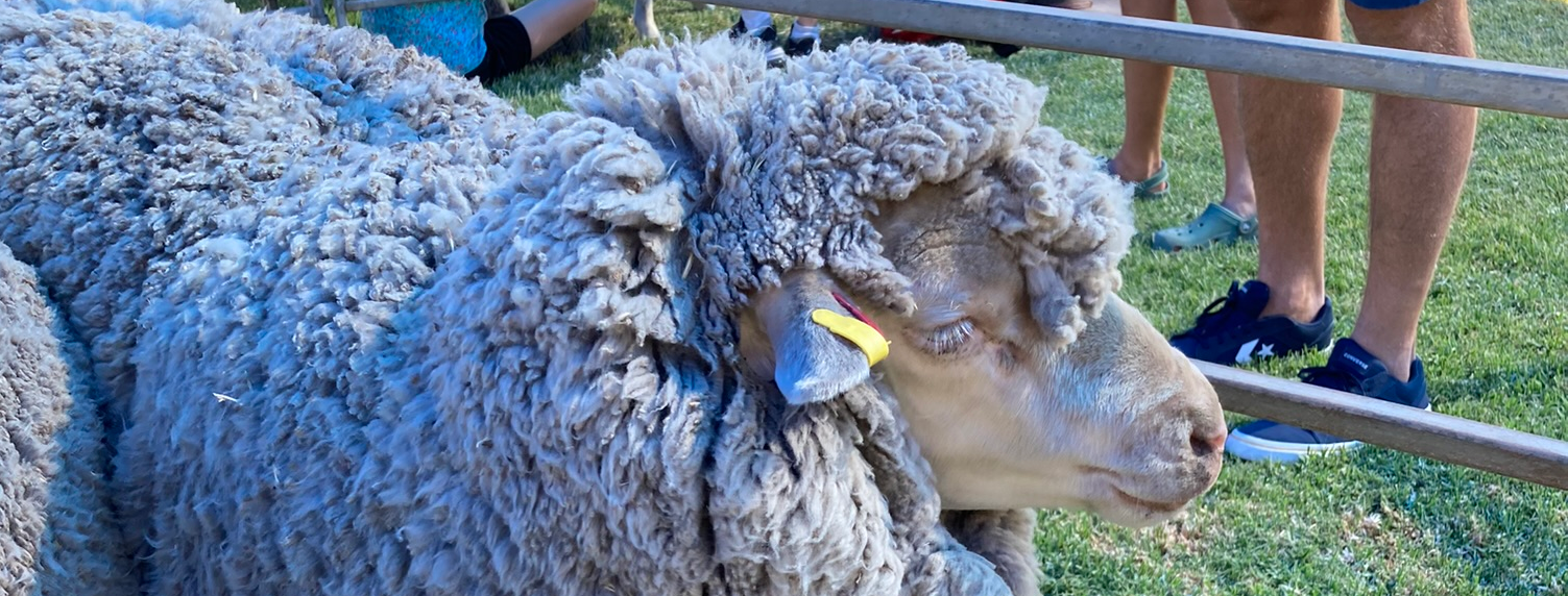 Bellwether Wind Farm | ACCIONA Energía Community